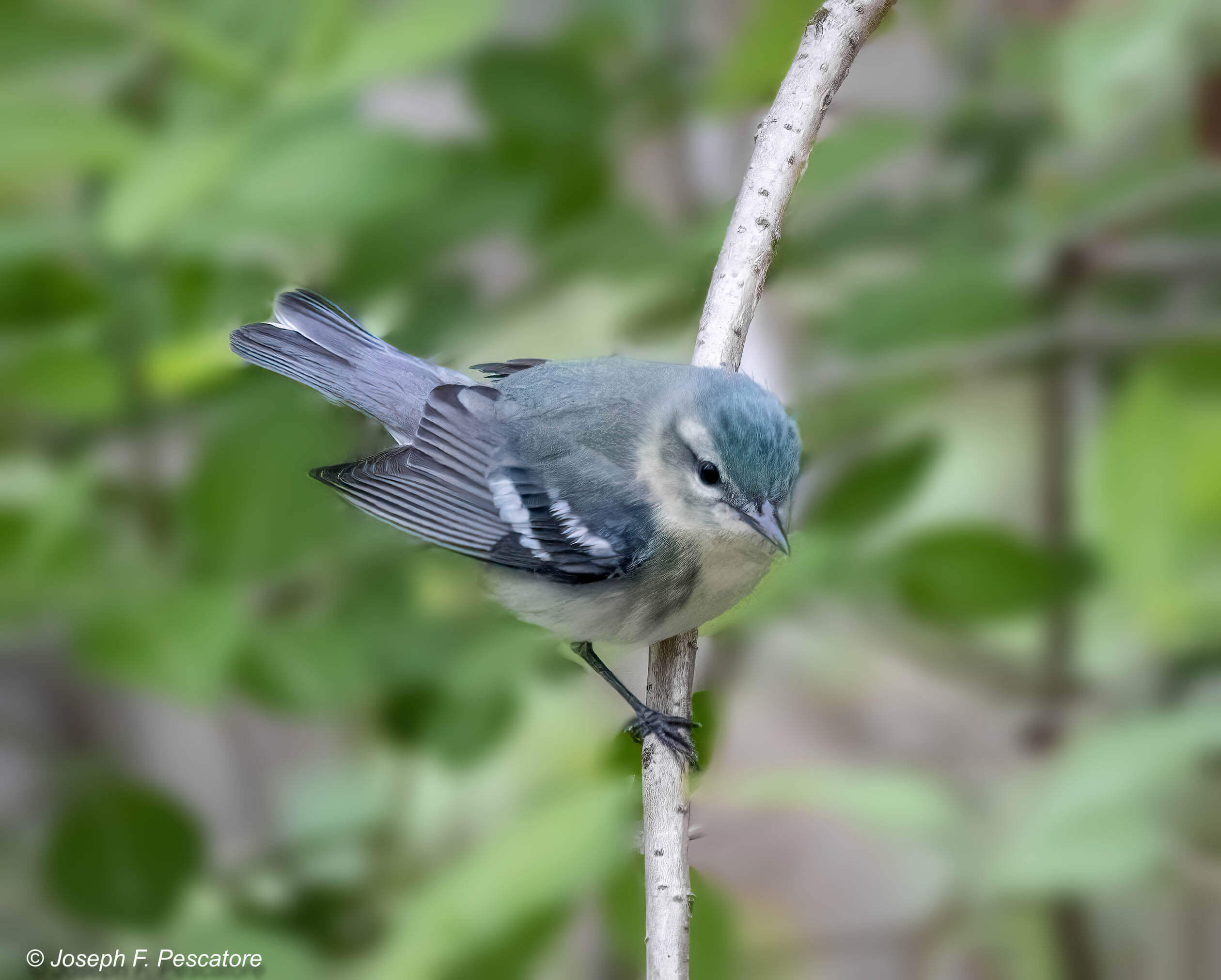 Birding with Joseph F. Pescatore - Visit Indian River County