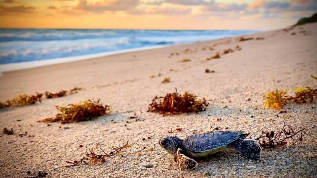 Beaches - Visit Indian River County